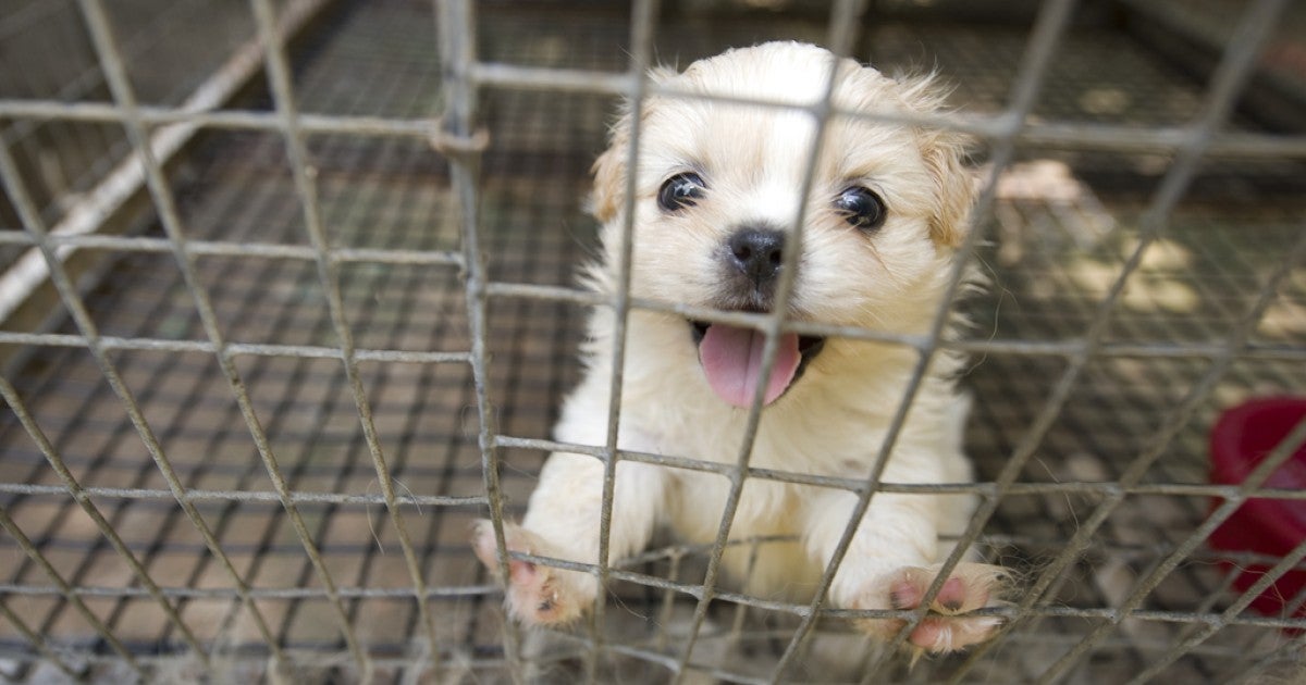 Missouri moves to shut down Horrible Hundred puppy mill for keeping ...