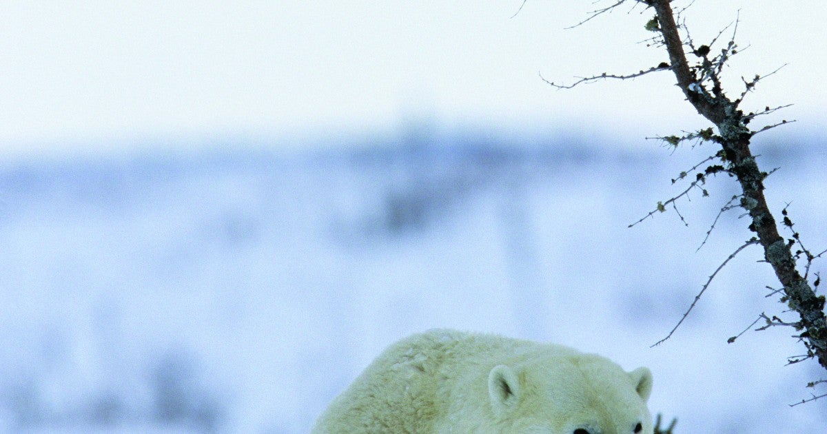 A blog renamed, a mission renewed | Humane World for Animals