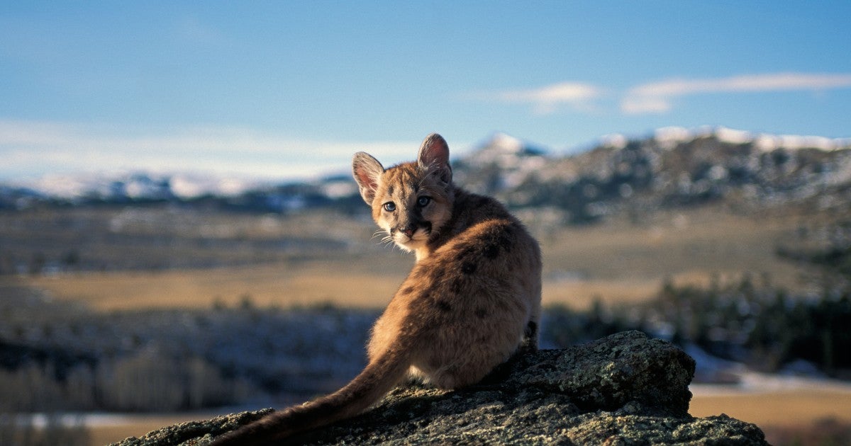 The decades-long fight to save America’s lion | Humane World for Animals