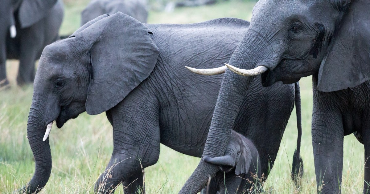 Botswana sells 60 elephants for trophy hunts at first auction since it ...