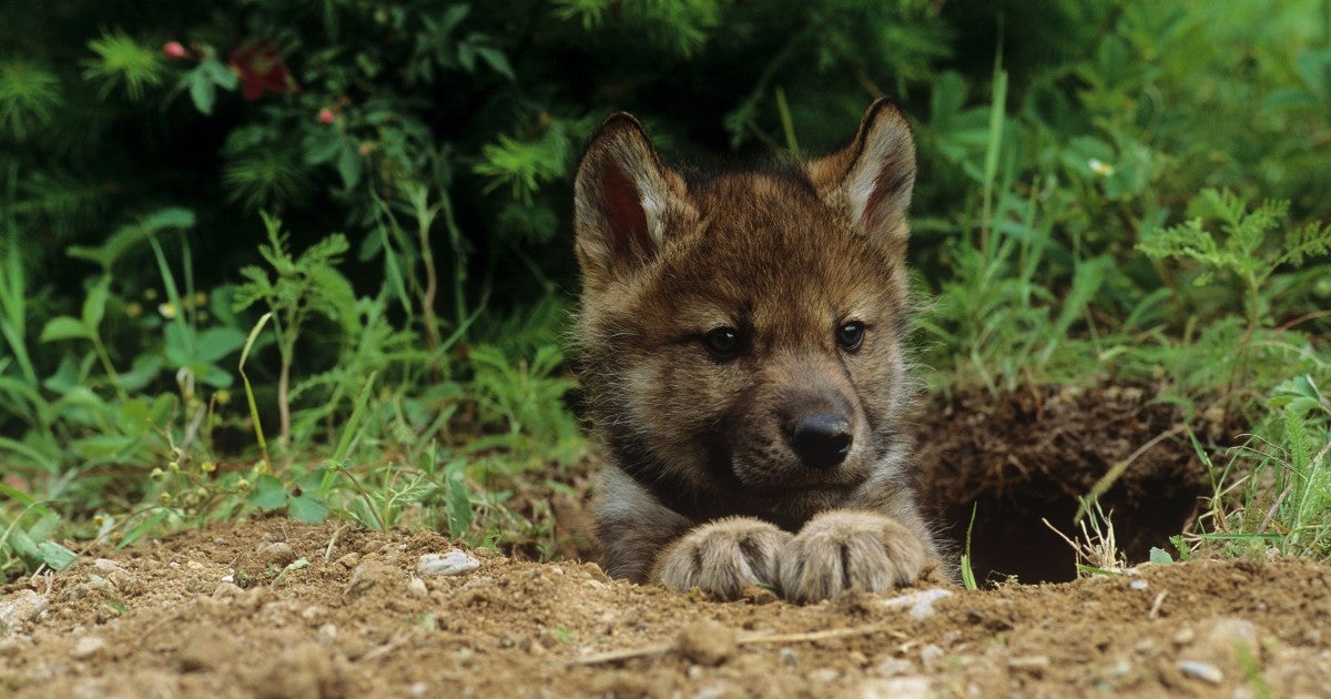 US government agency reportedly killed 8 wolf pups in their den ...