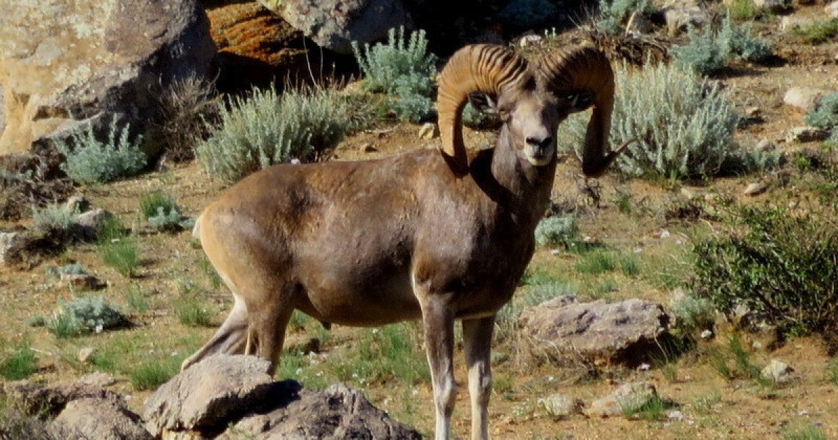 Trump Jr.'s argali trophy hunt in Mongolia cost American taxpayers ...