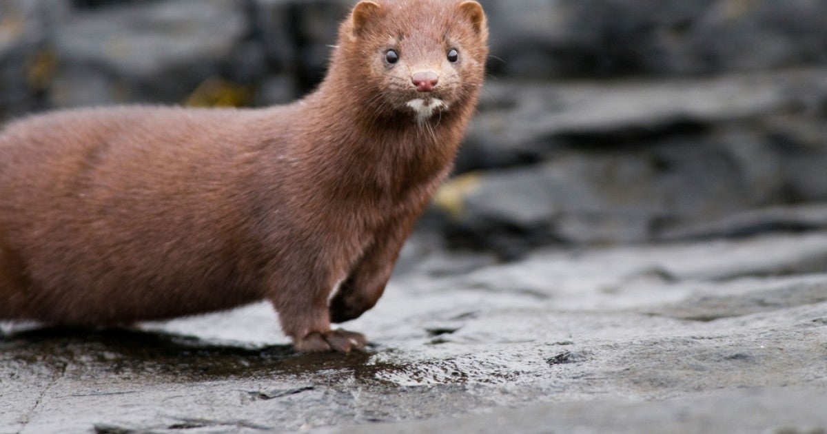 Dutch fur farms have killed 575,000 mink, mostly pups, following ...