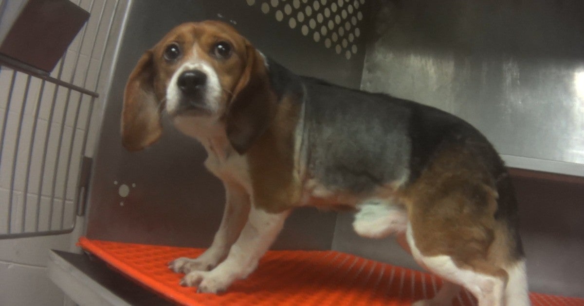 Victory: Dow AgroSciences ends pesticide test on beagles following HSUS ...