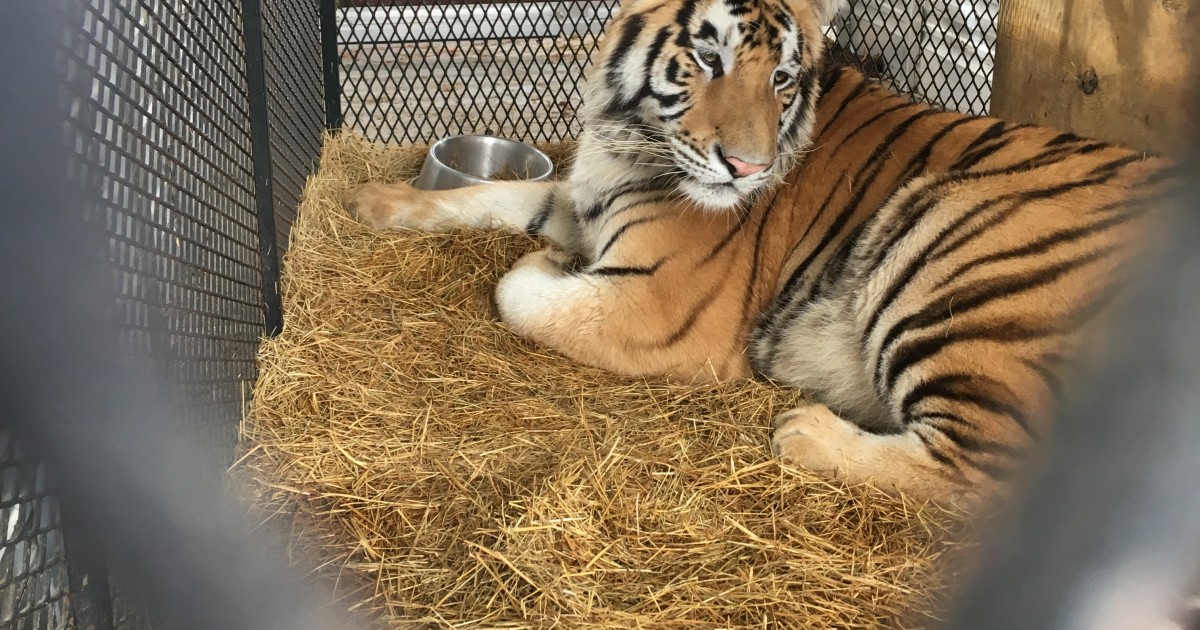 Tiger found in an abandoned Houston home underscores dire need for ...