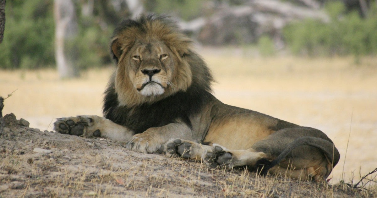 Putting an end to lion trophy hunting in memory of Cecil | Humane World ...