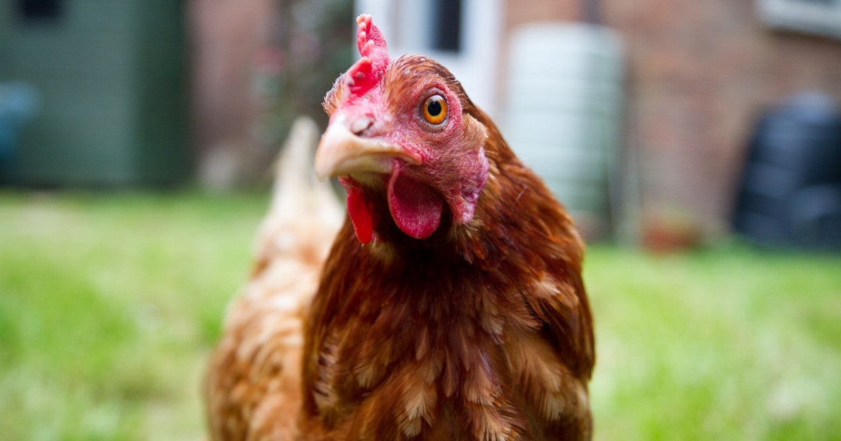 Charging ahead with reforms for chickens | Humane World for Animals