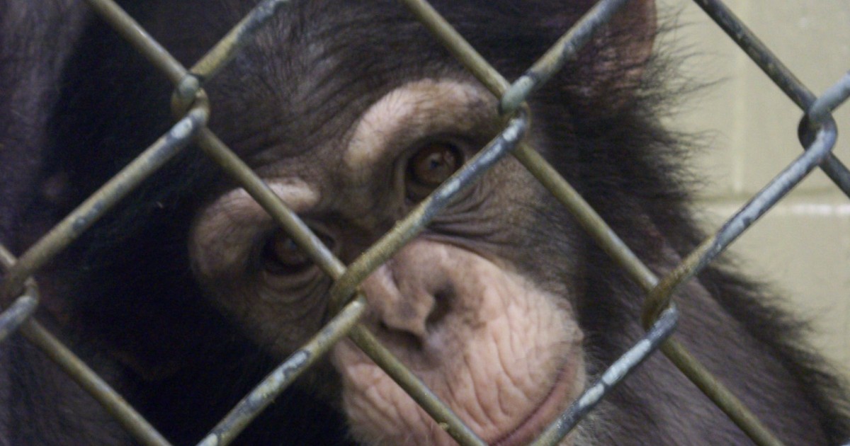 Tell NIH to send the last of the research chimpanzees to sanctuary ...