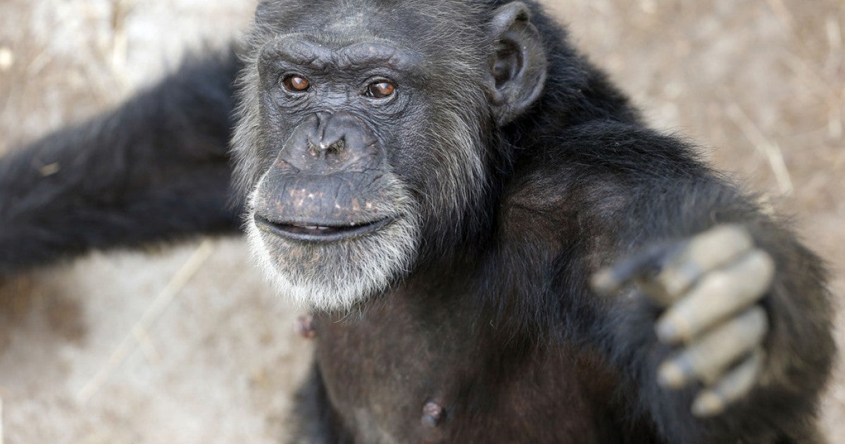 House passes second funding package with welcome news for chimpanzees ...