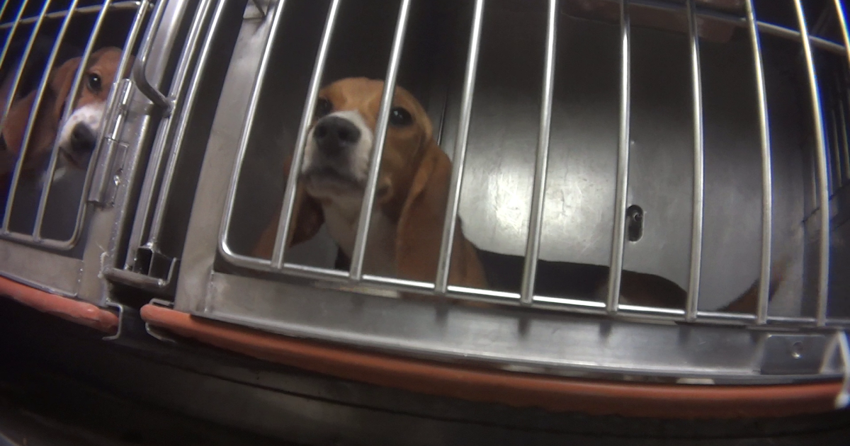 Documents reveal USDA skipping inspections at animal laboratories ...