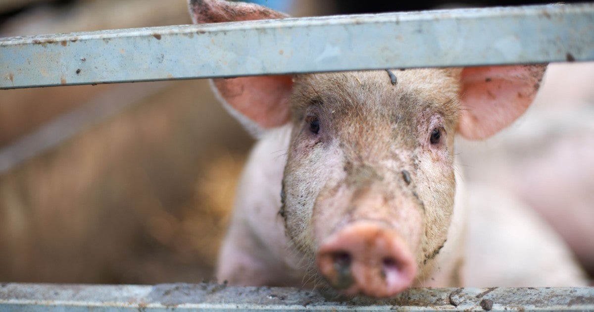 Why some veterinarians keep fighting to end one of the worst factory ...