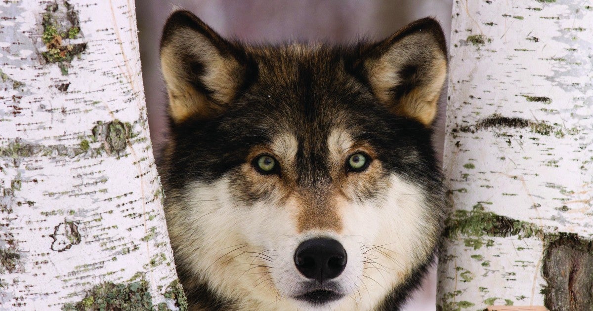 Breaking news: House votes to remove Endangered Species Act protections ...