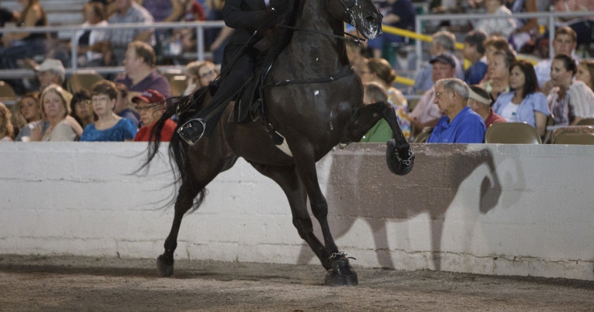 As annual walking horse event begins in Tennessee, country music star ...