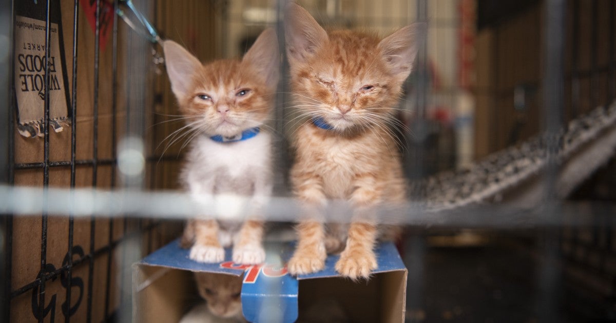 HSUS rescues nearly 200 cats, several dogs from alleged neglect ...