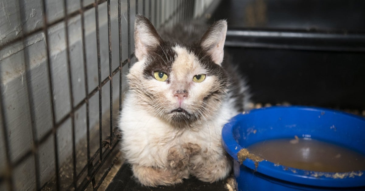 Rescuers pulling out around 150 cats and other animals from alleged ...
