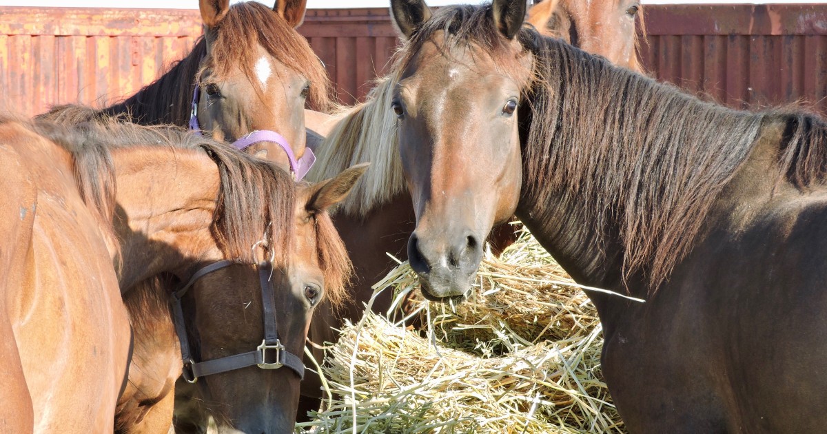 Mustangs survive the slaughter pipeline and neglect to return to a life ...