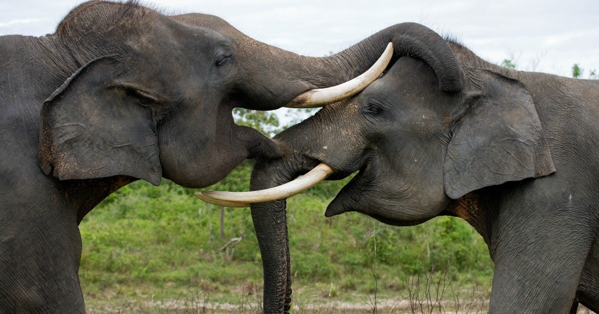 Breaking news: Association of Zoos and Aquariums announces ban on ...