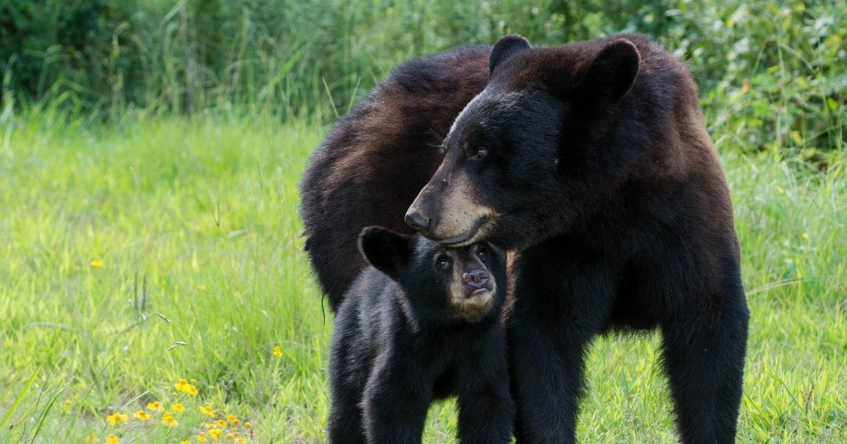 New poll shows more Floridians than ever oppose hunting of black bears | Humane World for Animals