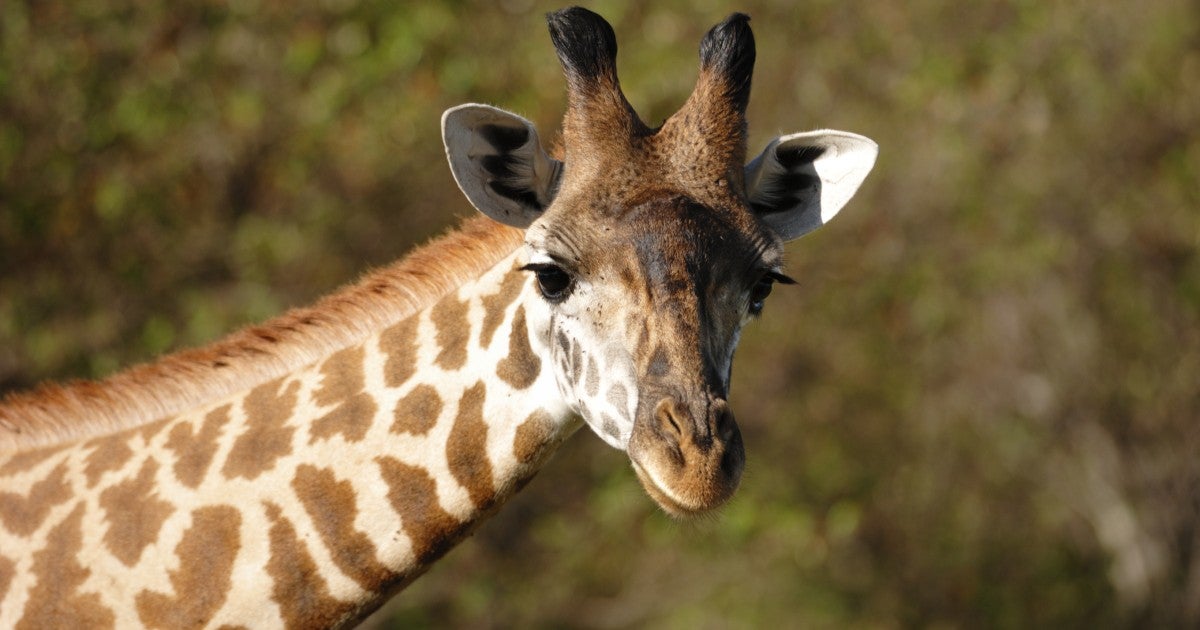 Americans react with outrage, disgust to giraffe hunter's photos ...