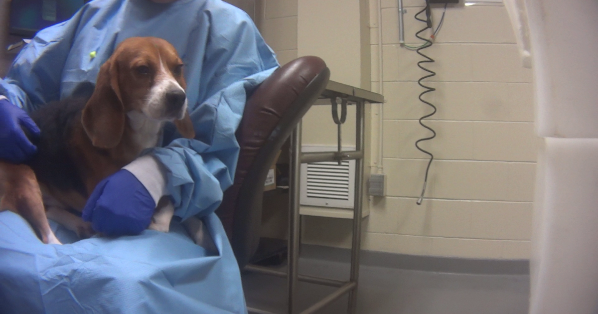 HSUS undercover investigation shows beagles being poisoned with pesticides and drugs, killed at ...