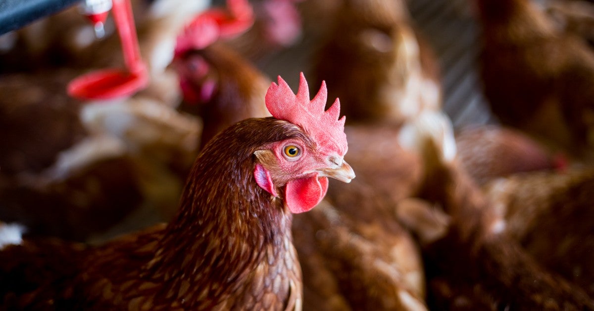 Breaking news: Washington governor signs historic law to end cage ...