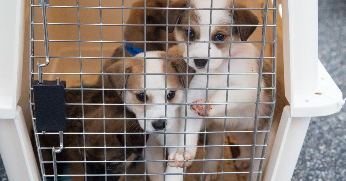 HSUS Animal Rescue Team deploys in tornado-hit Alabama to help local ...