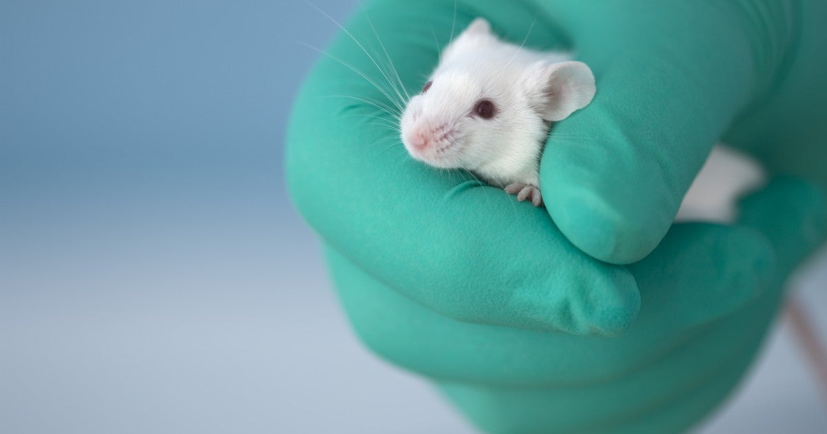 Breaking news: EPA moves to end animal testing | Humane World for Animals