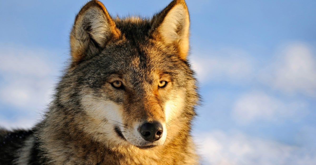 Urgent alert! Act now to prevent trophy hunting of gray wolves | Humane ...