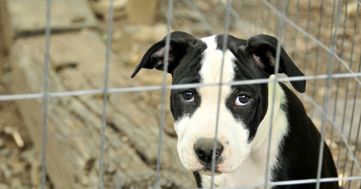 Animal cruelty could be warning behavior for future terrorist acts, new ...
