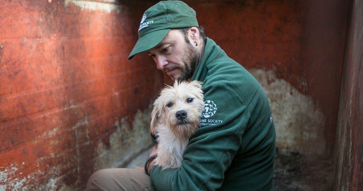 HSI rescuers battle natural and man-made disasters to help animals ...