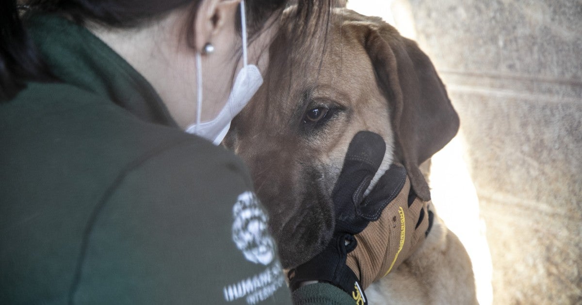 Breaking: Dogs who were raised for meat arrive in the U.S. to find ...