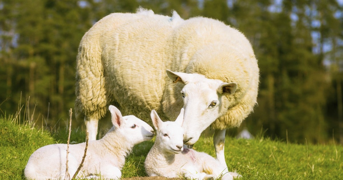 At HSUS Faith Summit, religious leaders and family farmers discuss ...