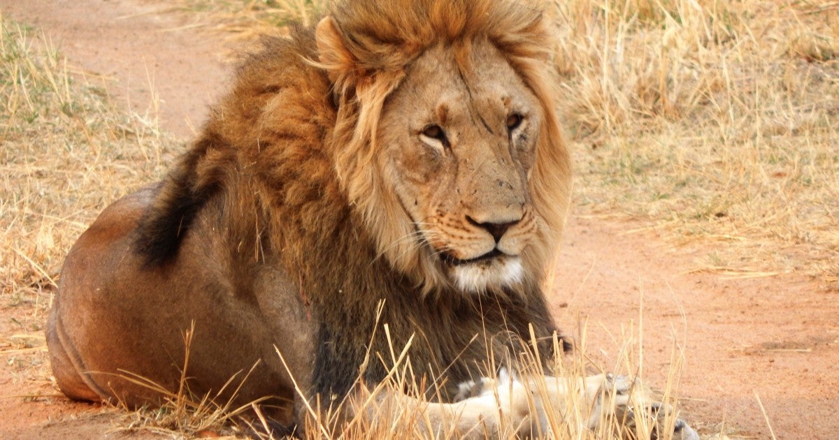 Lion snuggle scam in South Africa cons tourists, harms wildlife ...