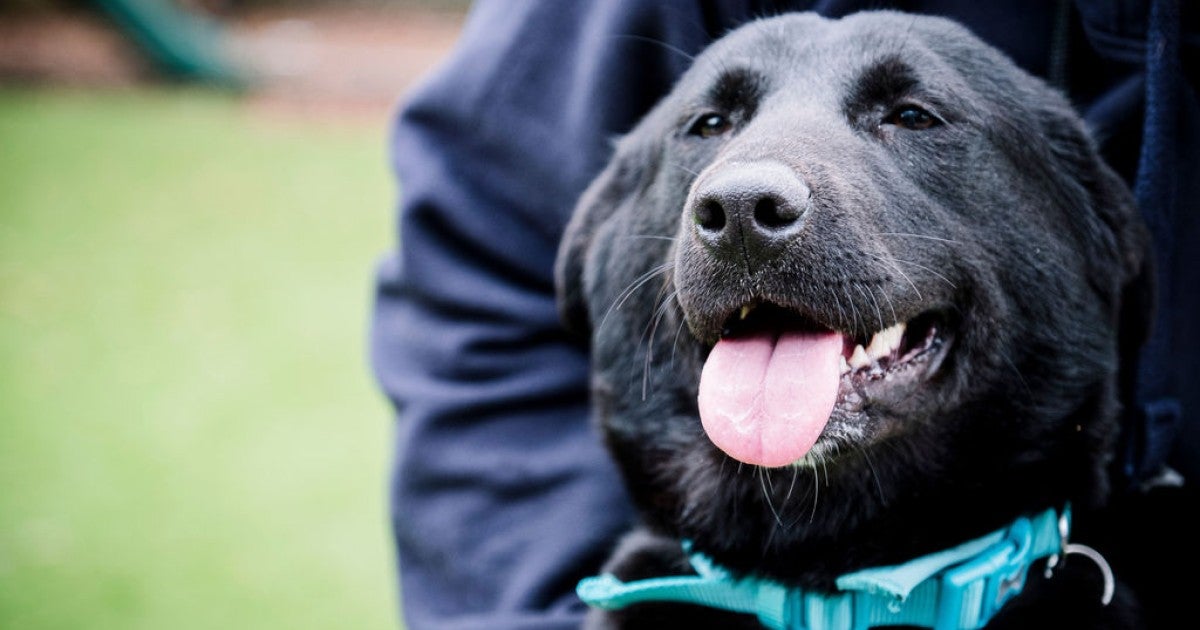 In 2019, HSI drove key global wins for farm animals and against dog ...
