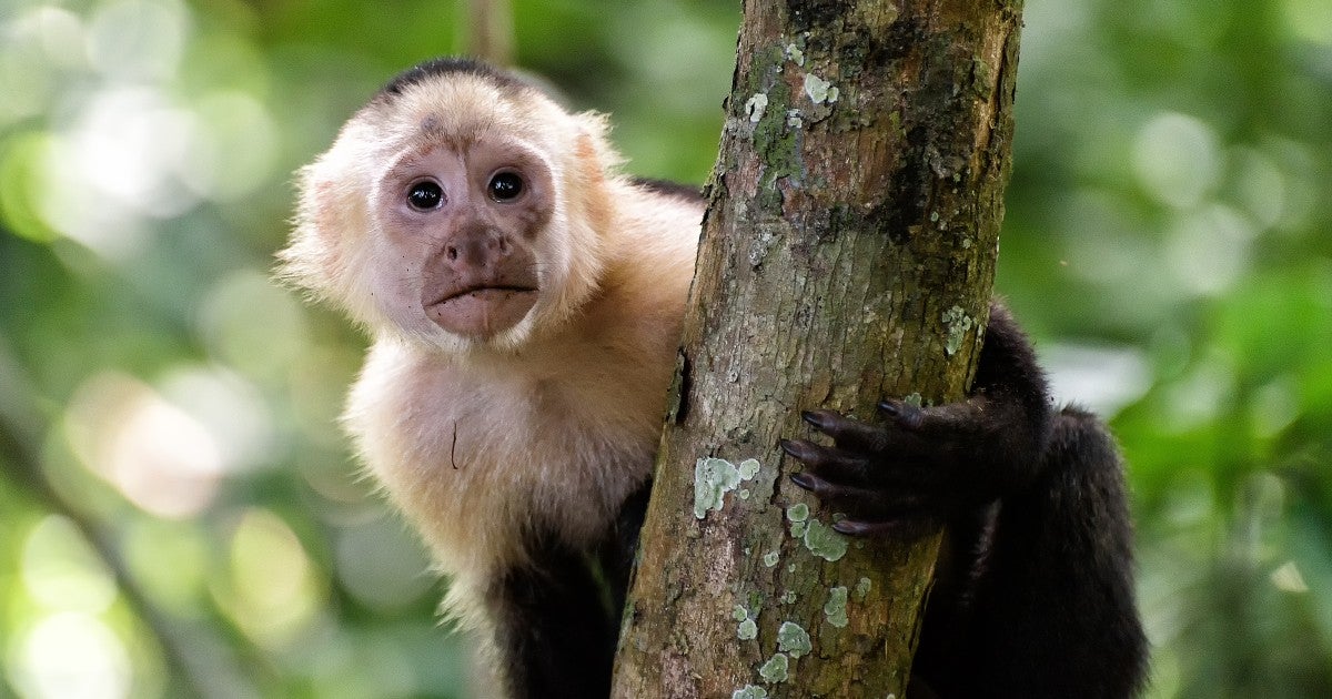 New York proposes to crack down on private ownership of capuchin ...