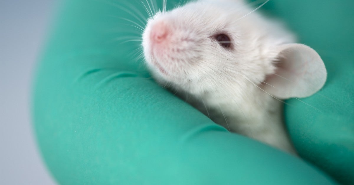 Victory! California becomes first state to reject animal testing for ...