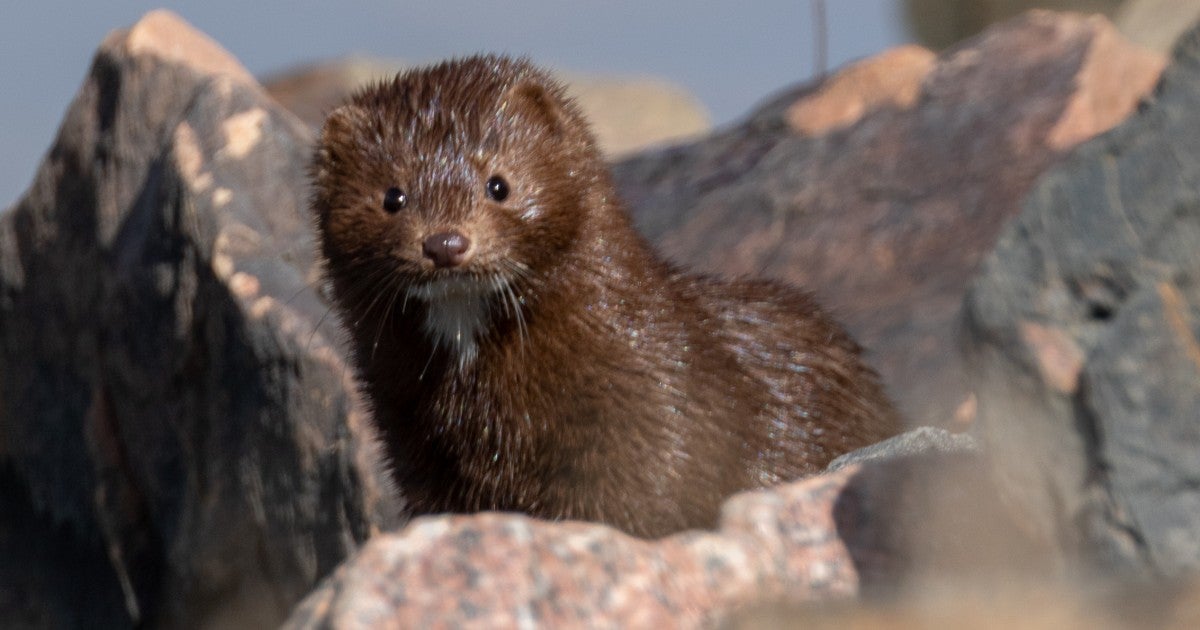 Utah allegedly didn't disclose mink fur farm worker's death due to ...