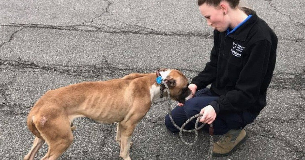 Law enforcement officers step up for animals in the midst of a pandemic ...
