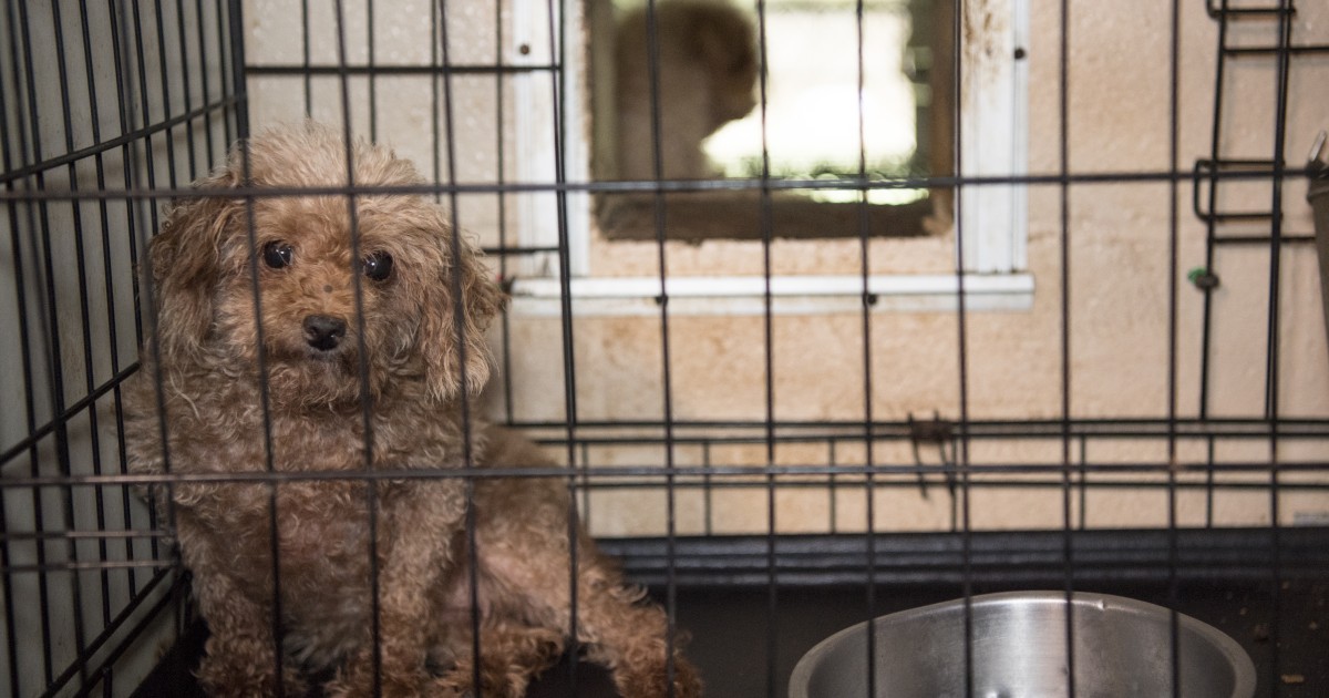 Find a Puppy-Friendly Pet Store Near You