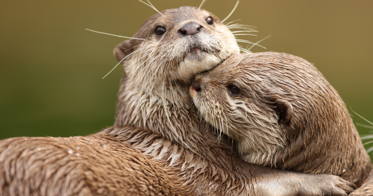 how do otters behave