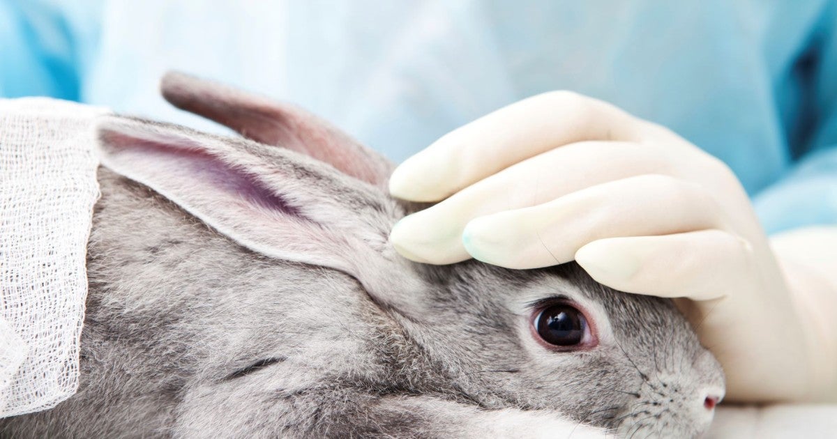 Bill to end animal testing for cosmetics introduced in Congress with ...