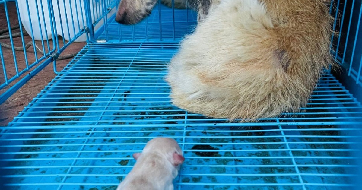 Ahead of China’s Yulin dog meat ‘festival’, a new survey reveals most ...