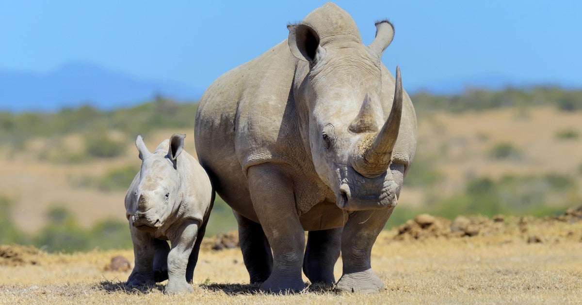 New ad makes a powerful plea to end rhino horn use in Vietnam | Humane ...