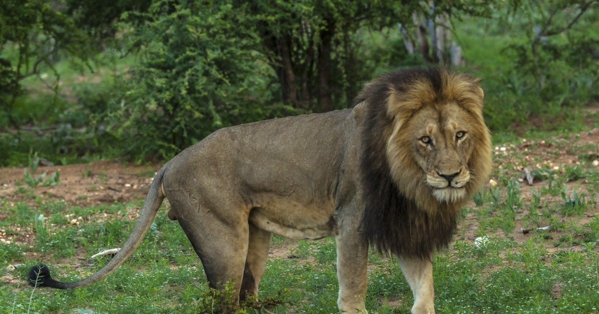 In wake of Skye hunt case, HSUS and allies demand ban on imports of ...