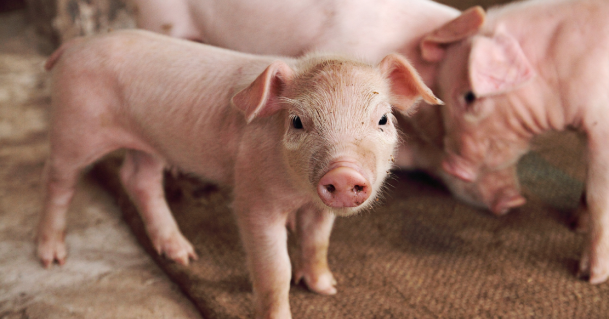 Breaking: Judges unanimously reject pork industry challenge to landmark ...