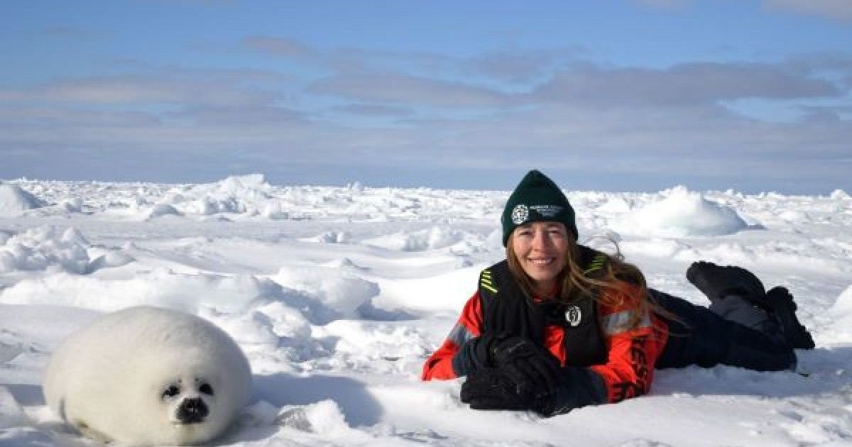 Canada's Beleaguered Seals Are Running Out of Time