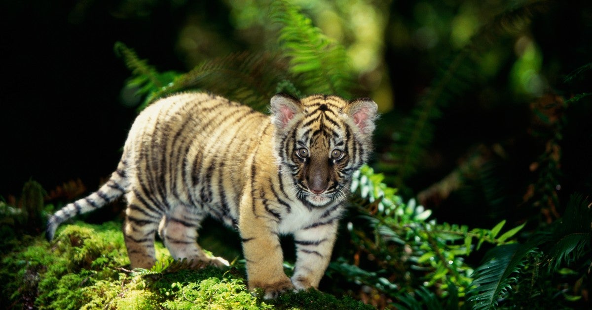 Bill in Congress would ban private ownership of tigers, lions and other big cats | Humane World ...
