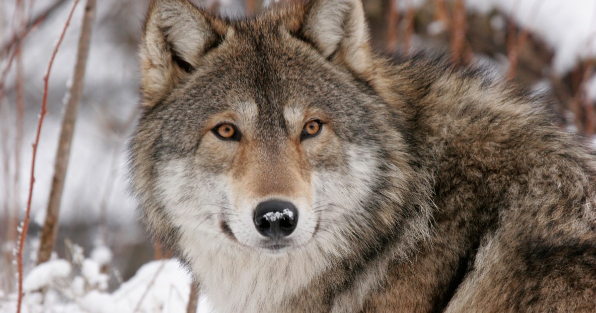 Wyoming says wolf poacher can continue doing business as an outfitter ...