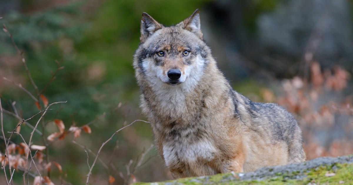 A trophy hunter kills a beloved Yellowstone wolf, even as attacks on ...