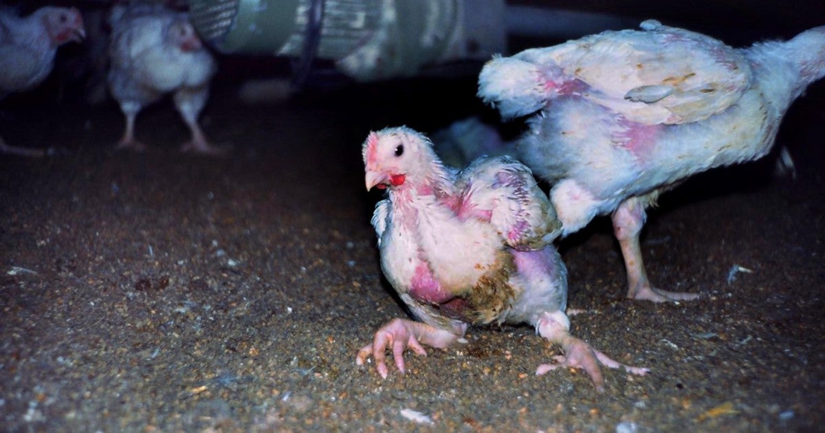 Even as slaughterhouses emerge as pandemic hotspots, USDA grants record ...